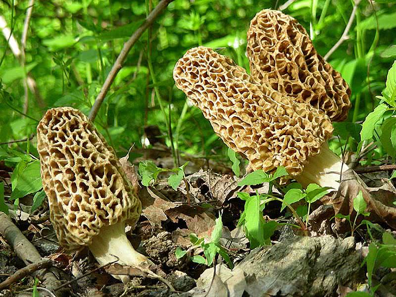 Colmenilla Esculenta | Comprarsetas.net