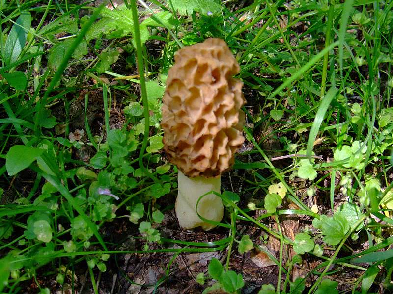 Colmenilla Rotunda | Comprarsetas.net