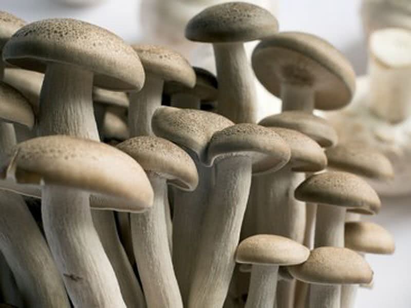 Shimeji | Comprarsetas.net